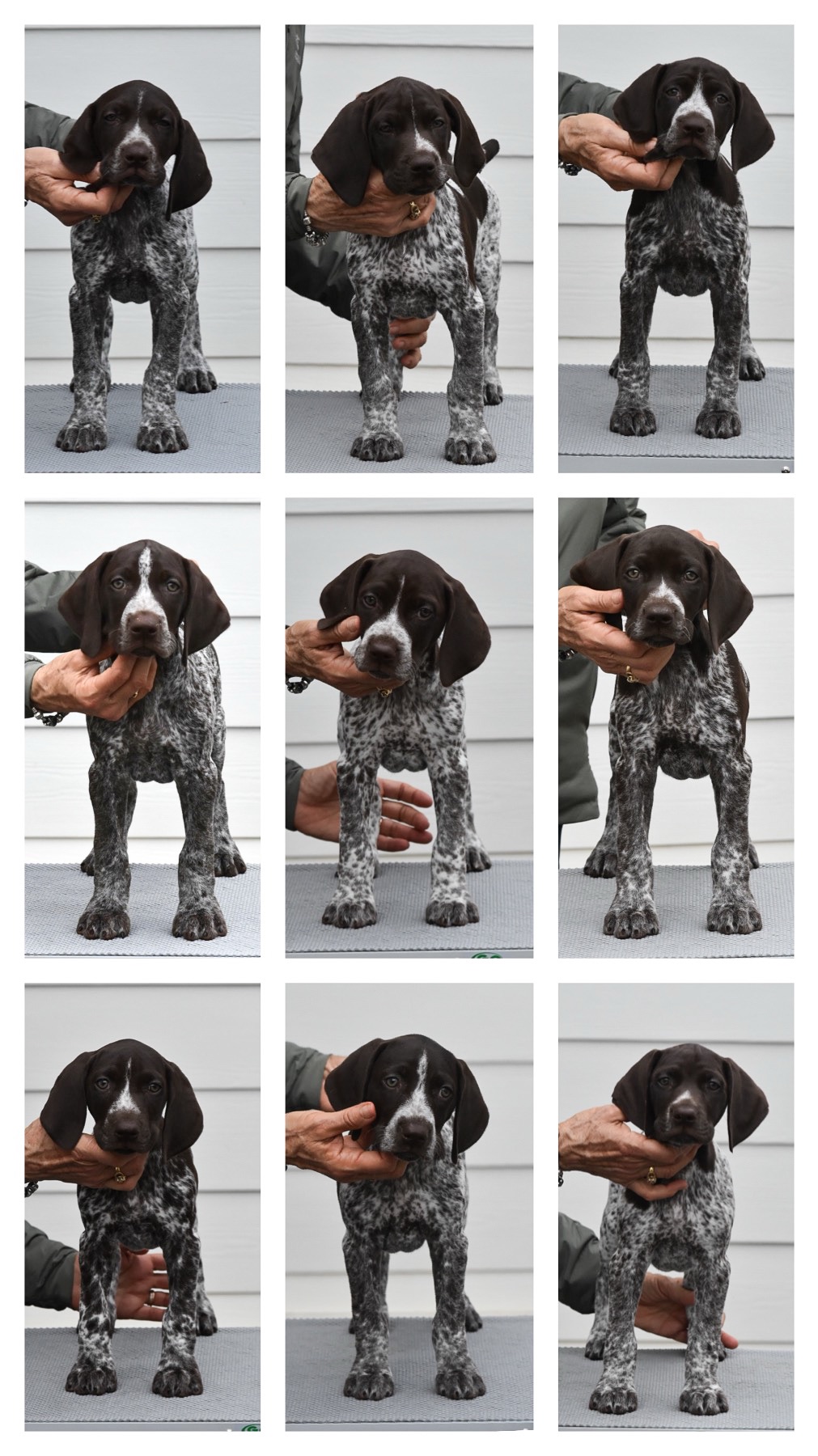 Mick x Pickle 2024 – Falcon Hill German Shorthaired Pointers
